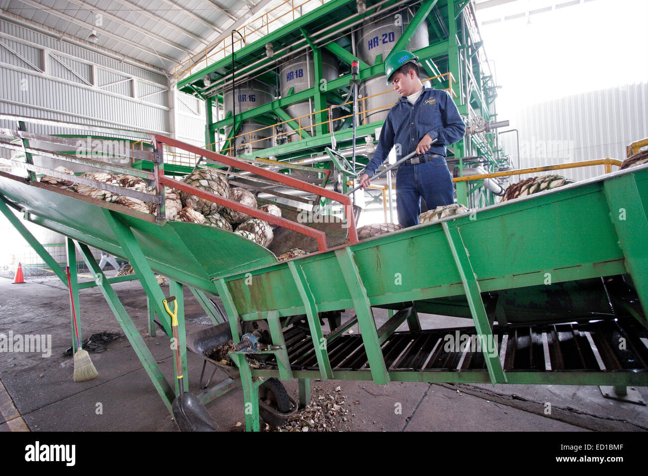More than 400 tons of agave are processed daily for distillation into ...