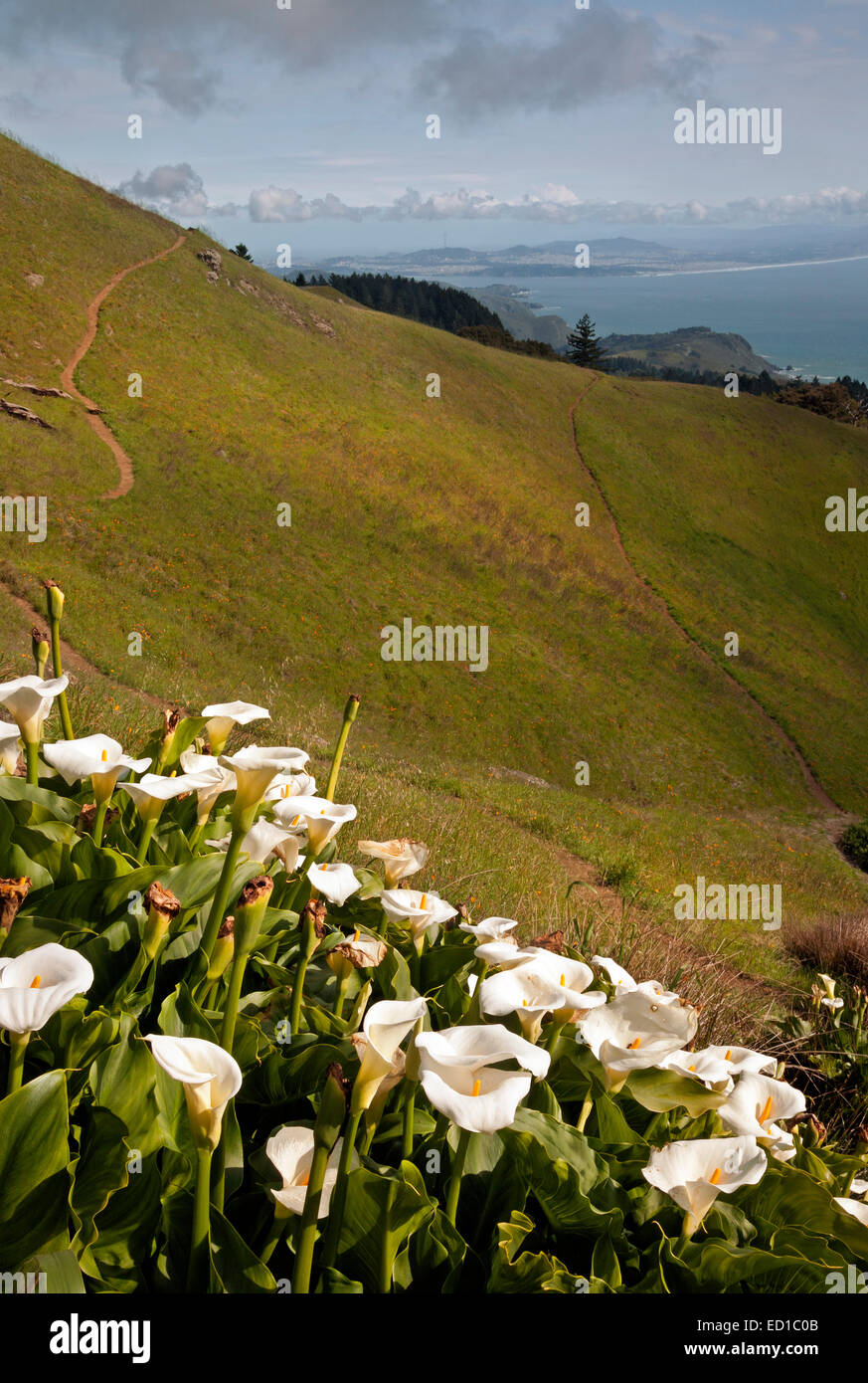 Mount tamalpais state park hi-res stock photography and images - Alamy