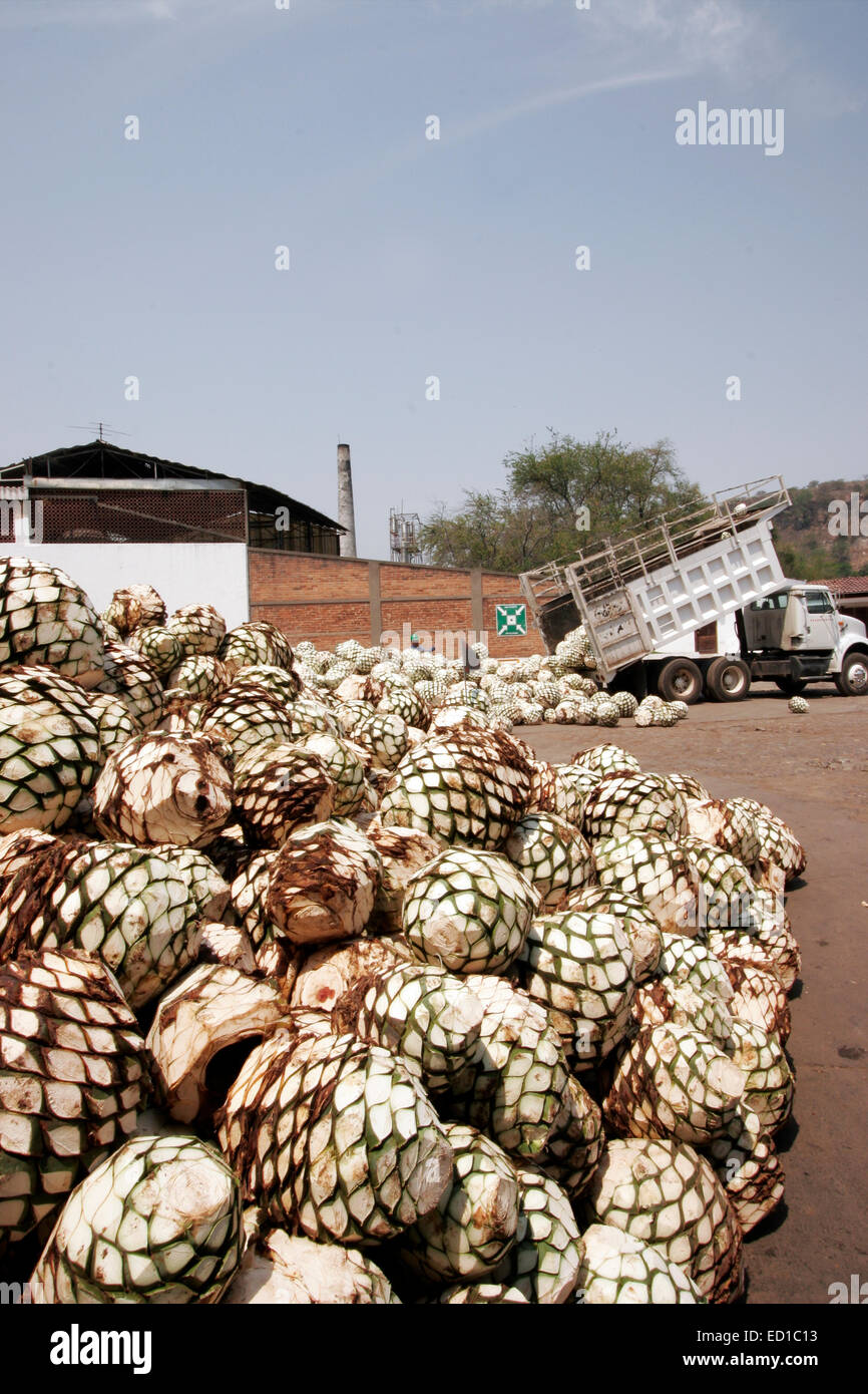 More than 400 tons of agave are processed daily for distillation into ...