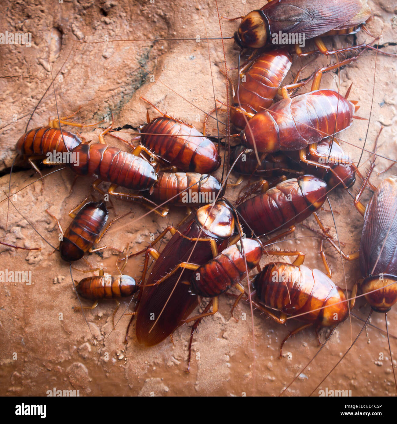 Cockroach animal hi-res stock photography and images - Alamy