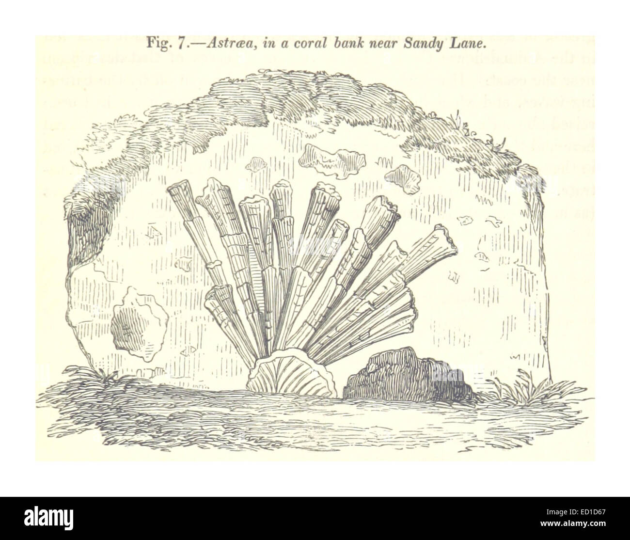 Illustration marine life found Cut Out Stock Images & Pictures - Alamy