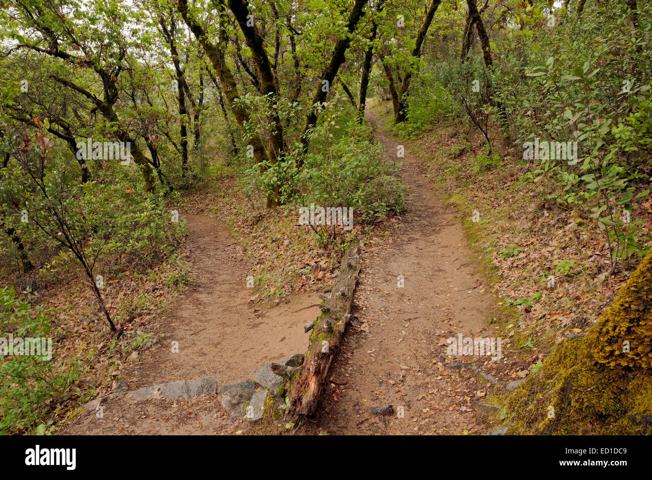 Marshall gold discovery state historic park hi-res stock photography ...