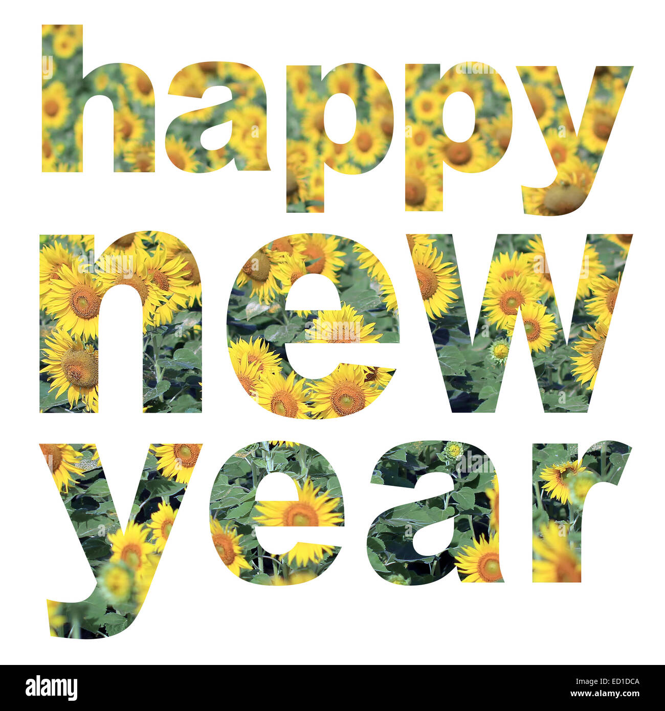 word happy new year made from sunflower picture on white background ...