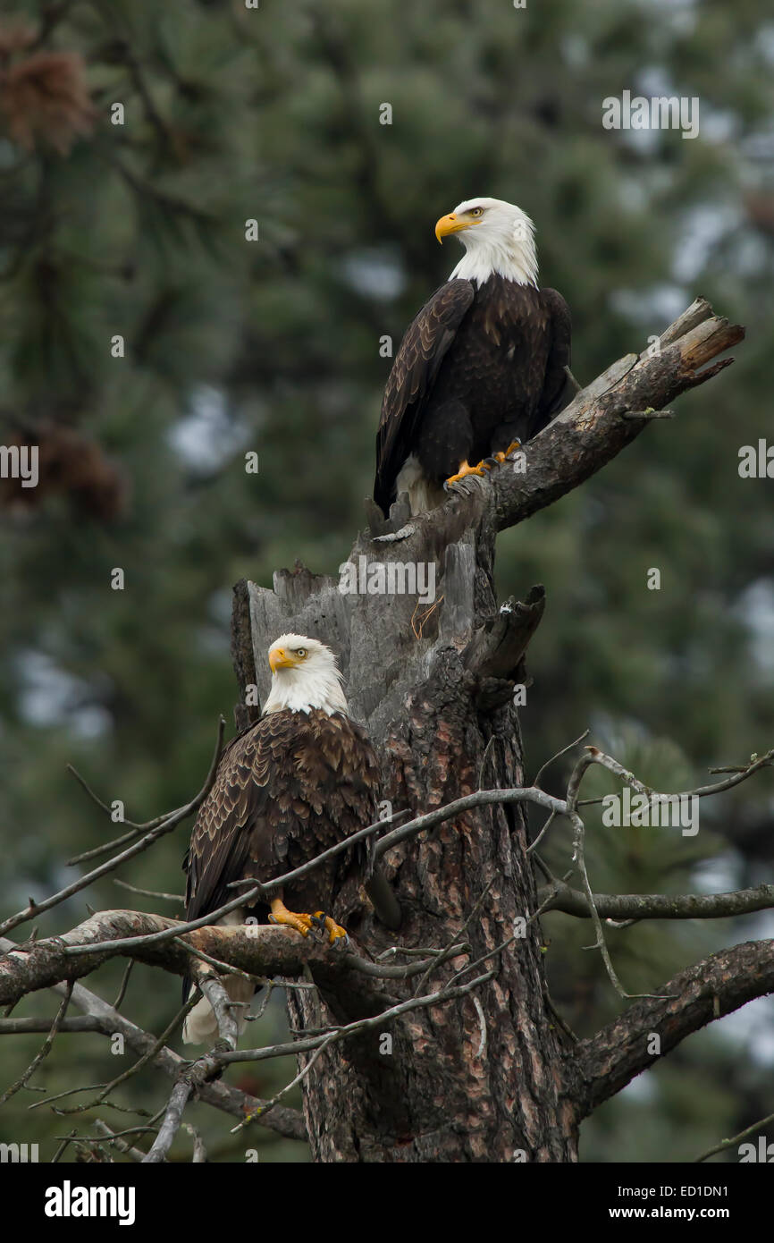 Two bald eagles branch hi-res stock photography and images - Alamy