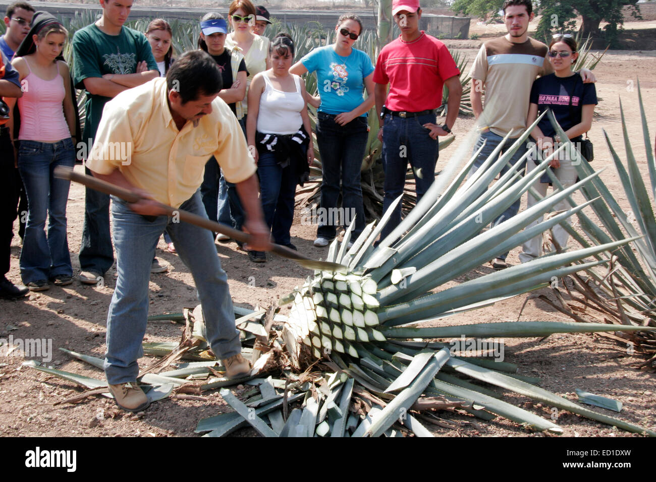 Sauza guide demonstrates havesting of mature agave using the sharp ...