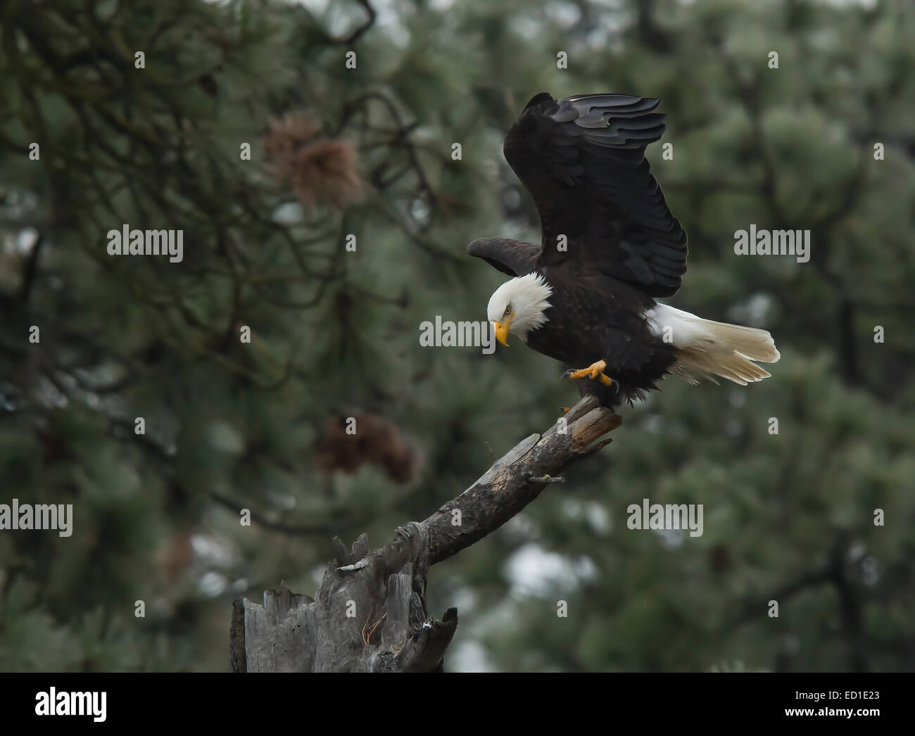 Eagle flaps its wings Stock Photo - Alamy