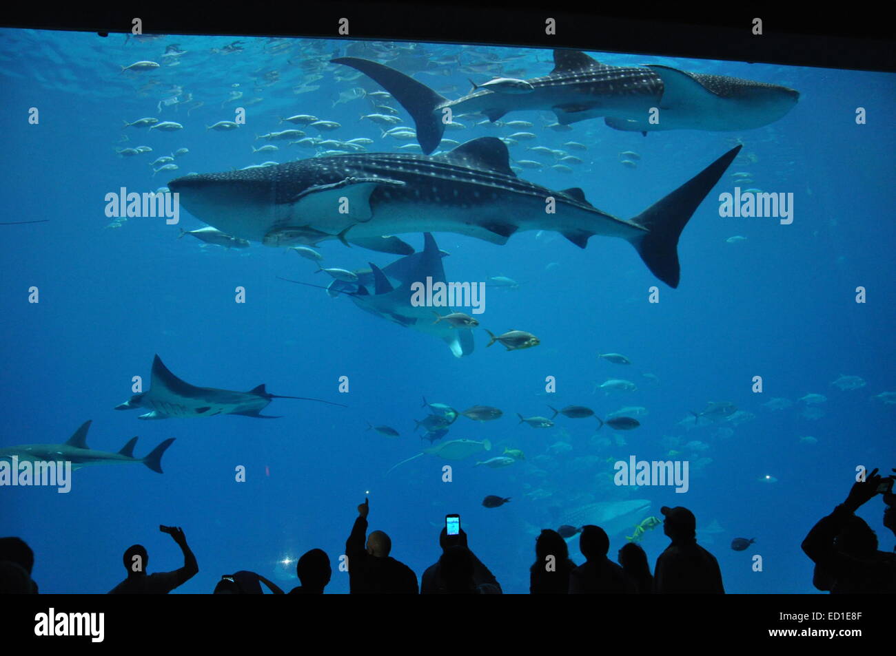 Sharks, stingrays and fish swimming in the world's largest aquarium in ...