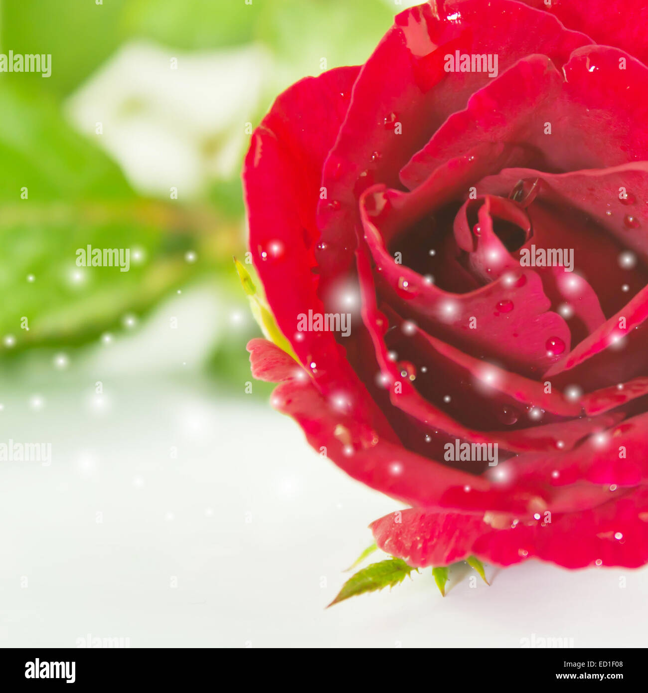 Red Rose Flower Background For Card And Wallpaper Design Stock Photo ...