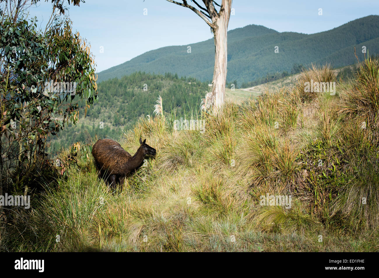 Llama in the early morning sun light on a Peruvian mountain Stock Photo ...