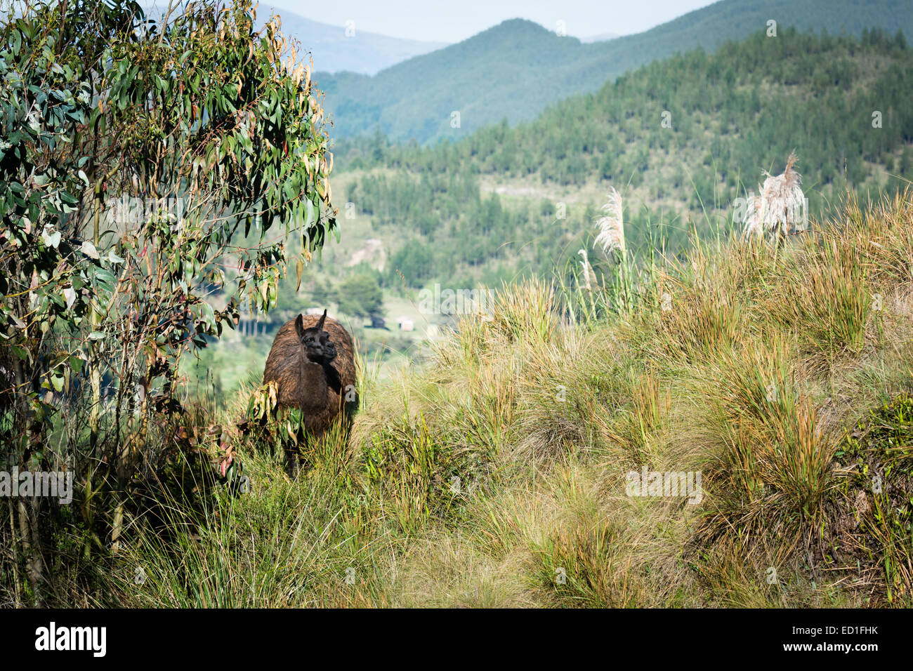 Llama in the early morning sun light on a Peruvian mountain Stock Photo ...