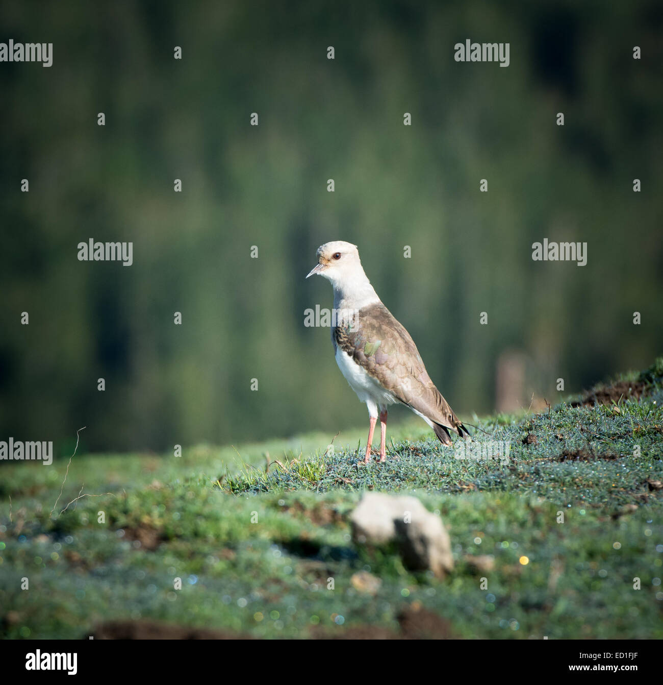 Vanellus replendens hi-res stock photography and images - Alamy