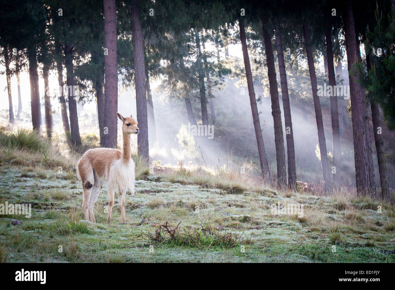 Vicuna animal hi-res stock photography and images - Alamy