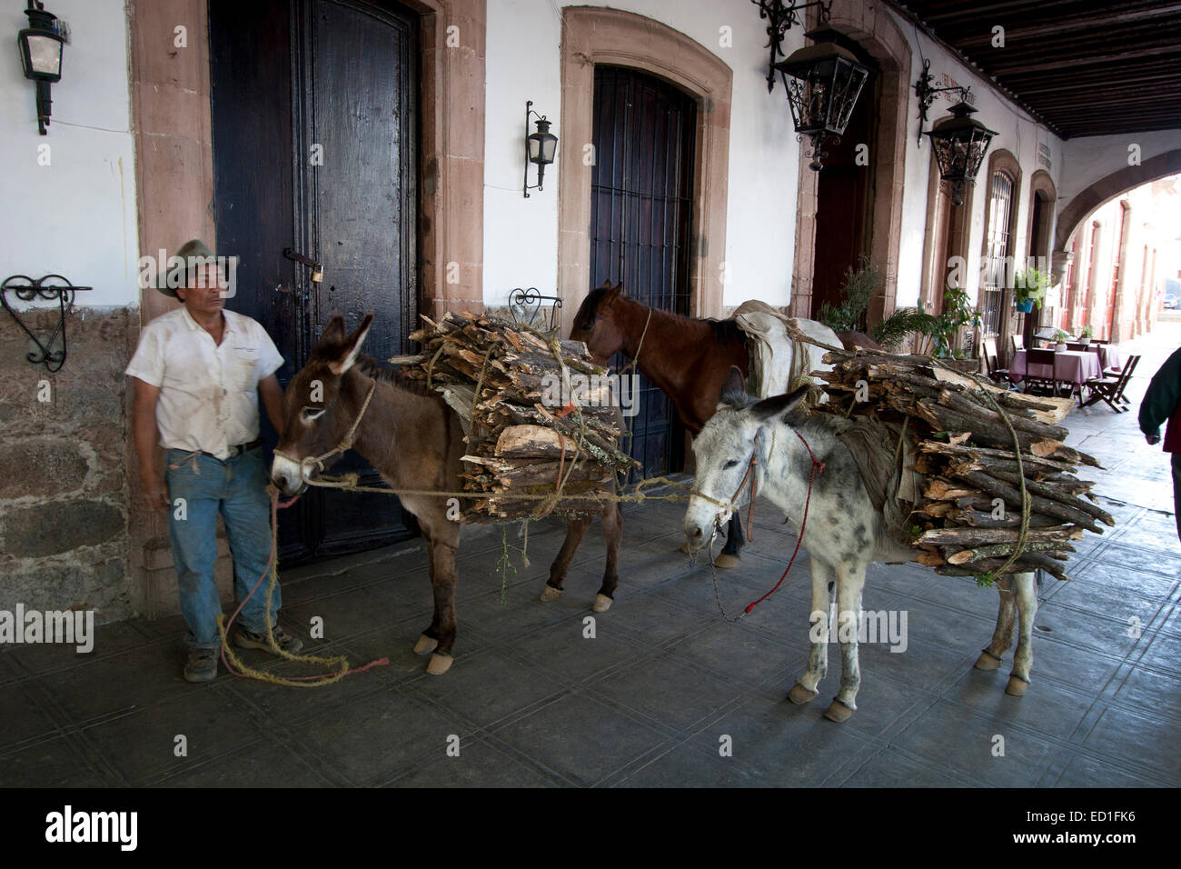 Mexico horse portrait burro pack animal hi-res stock photography and ...