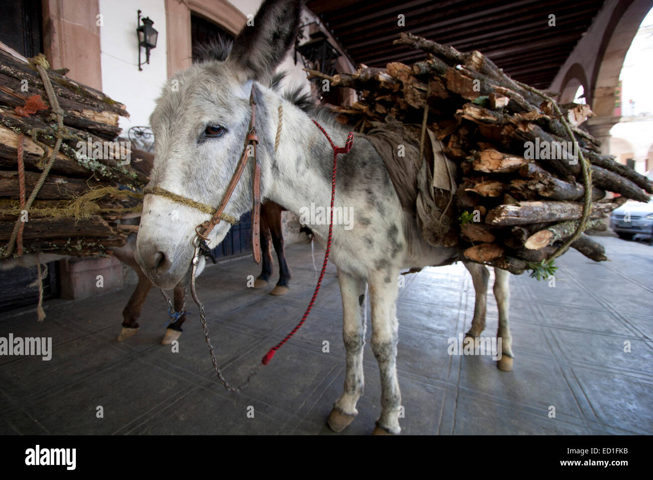 Burro packed with firewood, Patzcuaro, Michoacan, Mexico Stock Photo ...