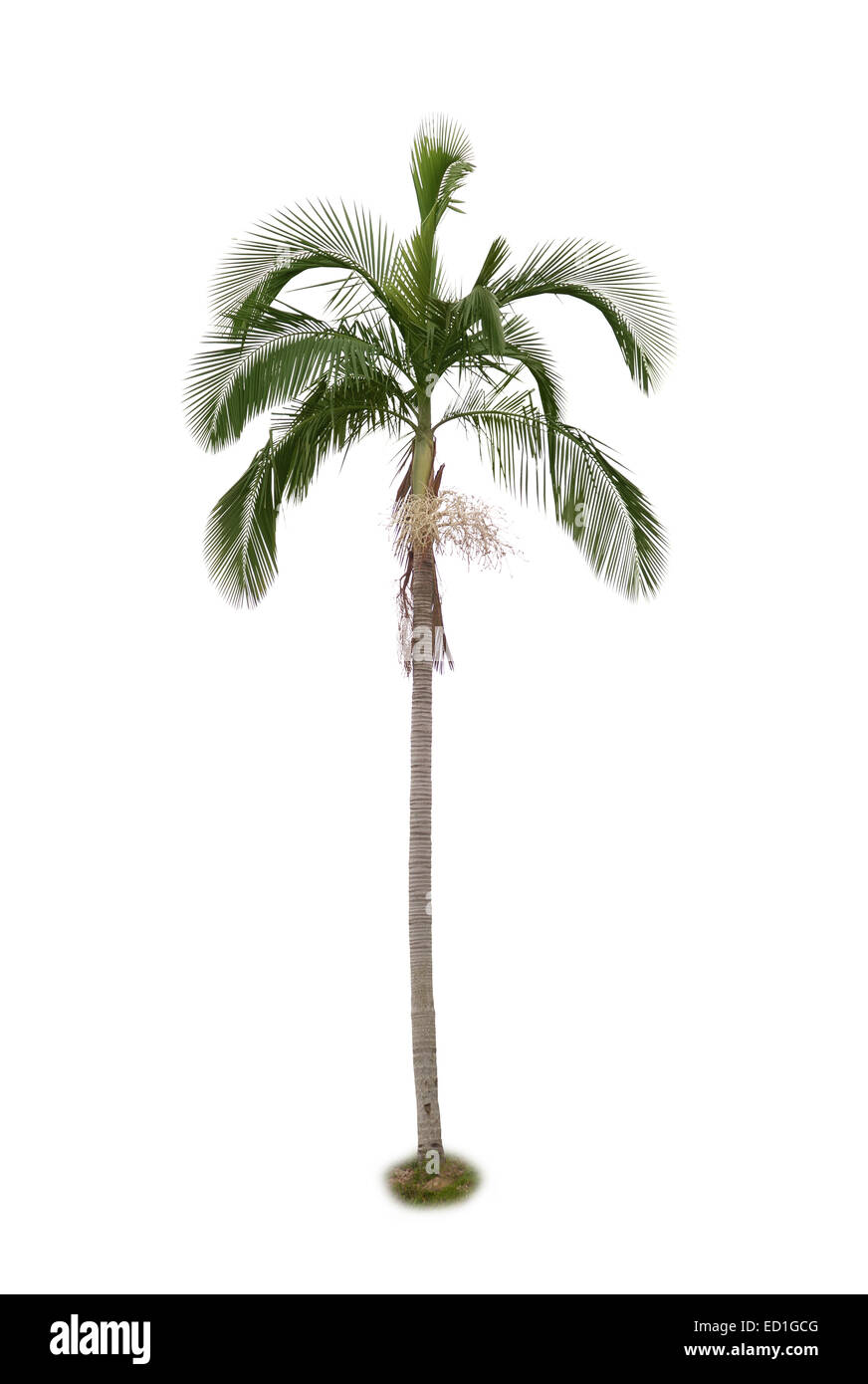 Palm tree white background hi-res stock photography and images - Alamy
