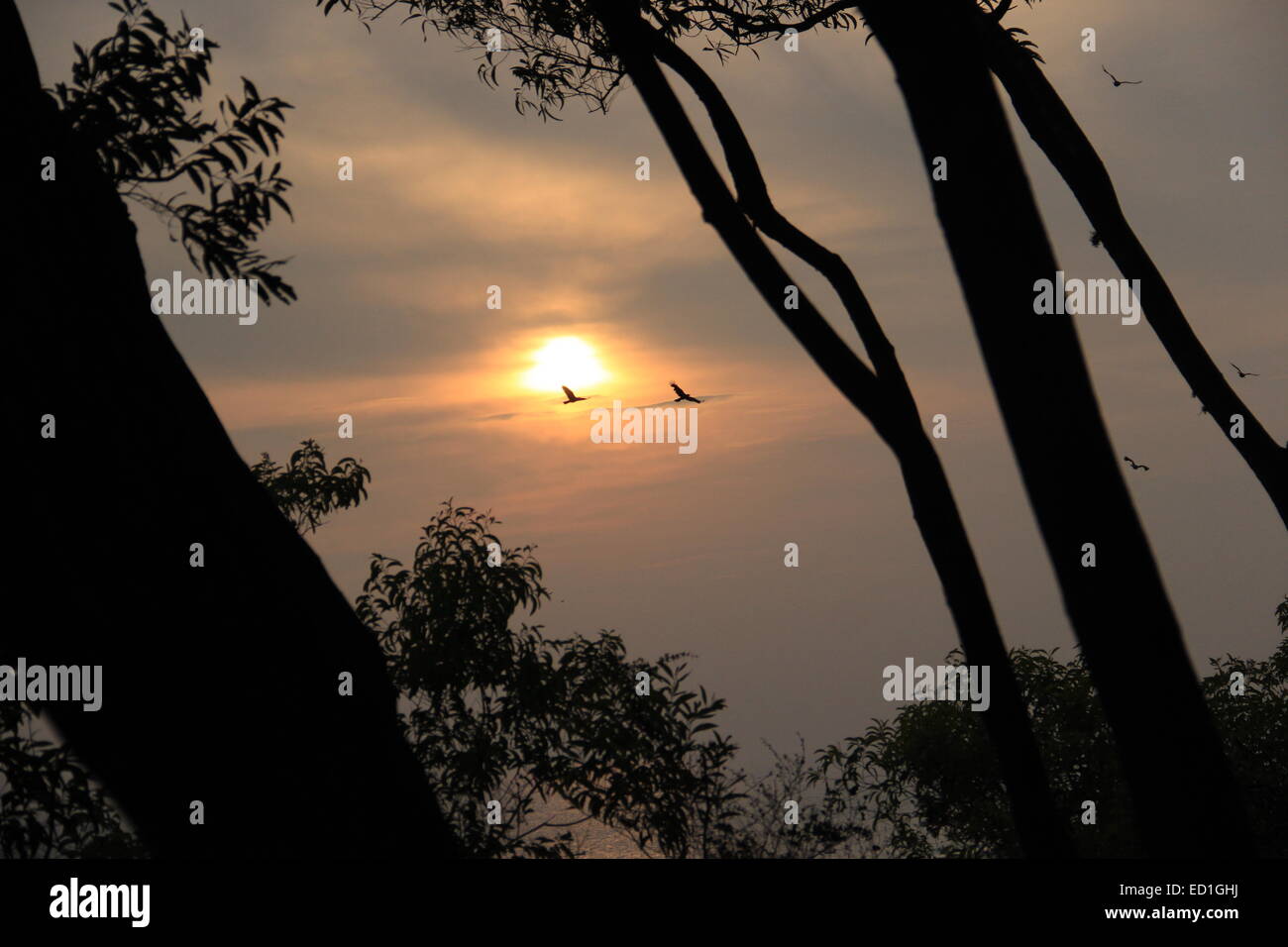 The sun and the dusk trees with beautiful scenery hi-res stock ...