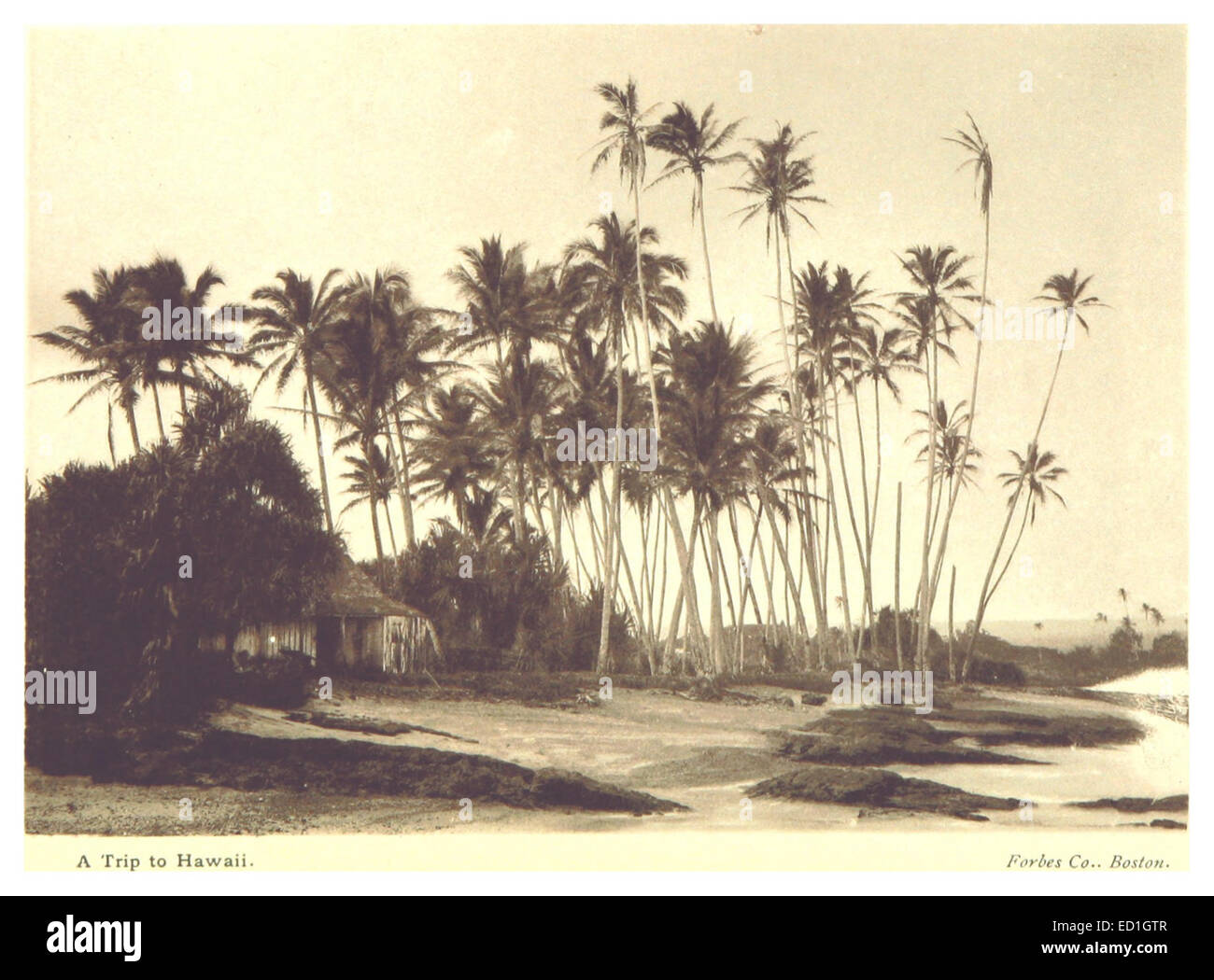 An 1892 illustration by Stoddard depicting Cocoanut Island near Hilo ...