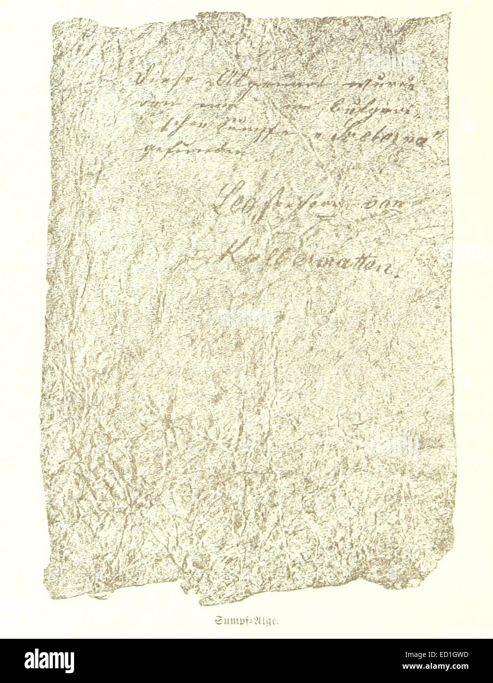 Sumpf alge hi-res stock photography and images - Alamy