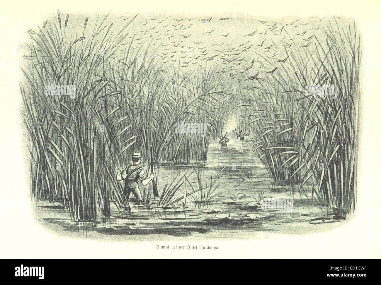 An illustration of the swamp near the island of Naschowa, depicting the ...