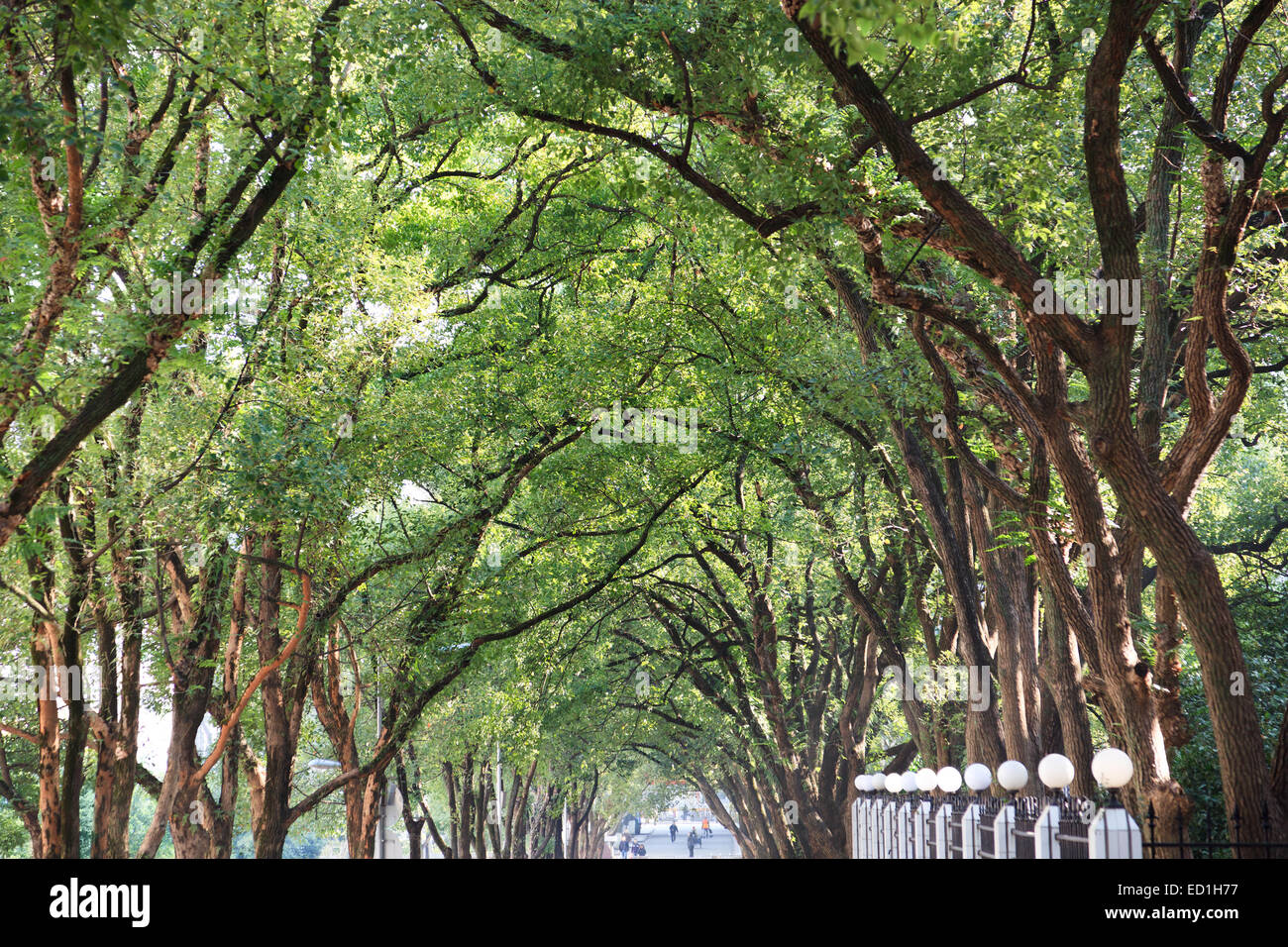 Trees in a city Park Avenue Stock Photo - Alamy