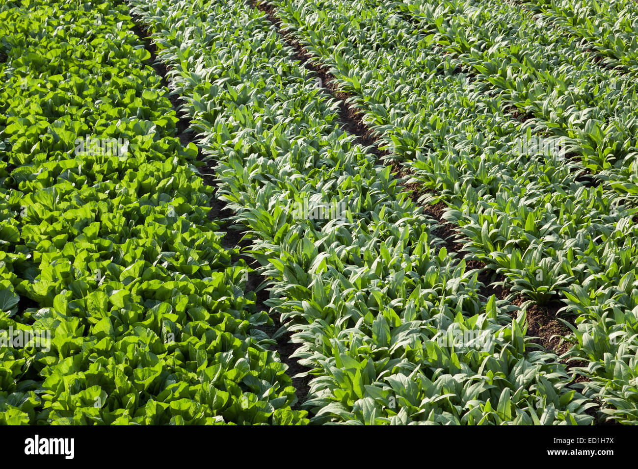 Lush rows romaine lettuce cultivated hi-res stock photography and ...