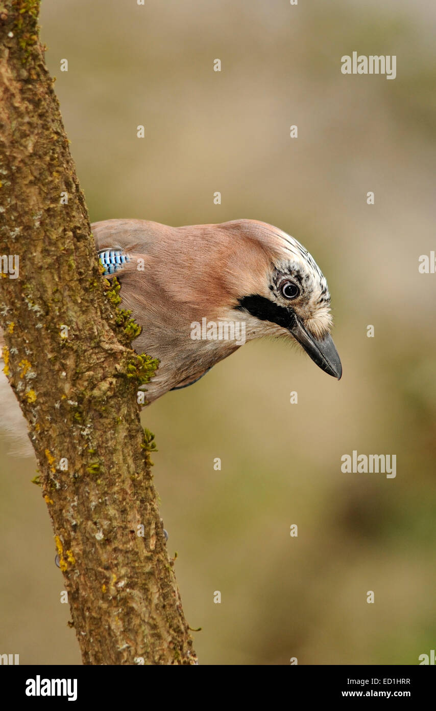 Vertical portrait of Eurasian Jay, Garrulus glandarius (Corvidae ...