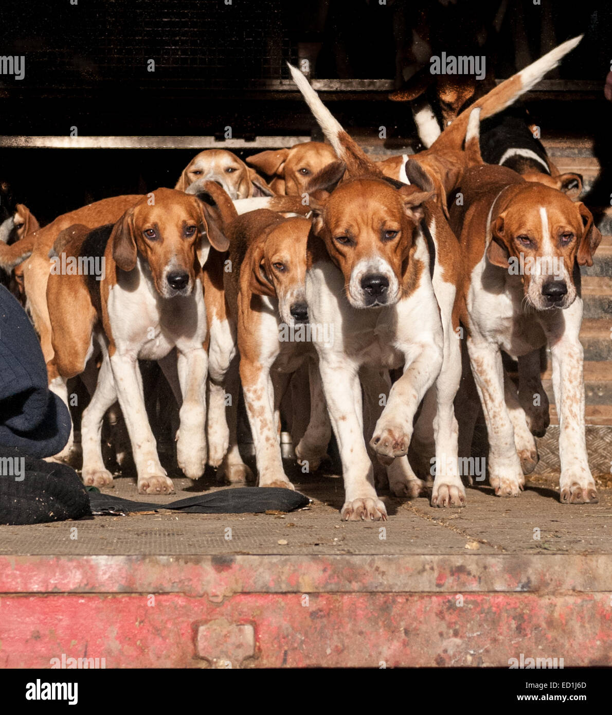 Fox hounds meeting belvoir hunt hi-res stock photography and images - Alamy