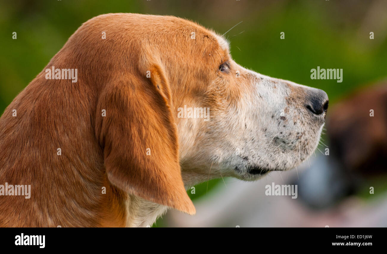 Fox Hound at a meeting of The Belvoir Hunt Stock Photo - Alamy