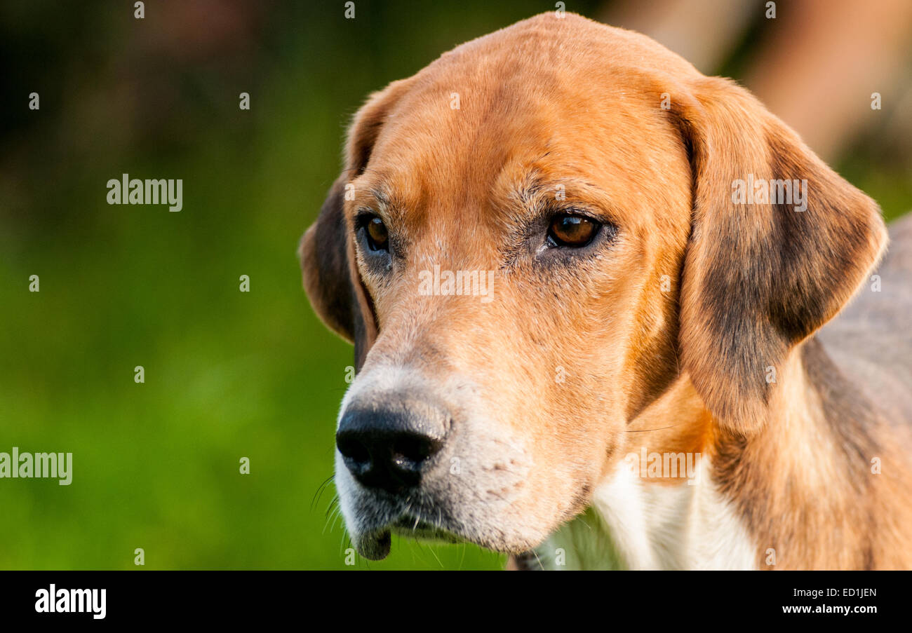 Fox hounds meeting belvoir hunt hi-res stock photography and images - Alamy