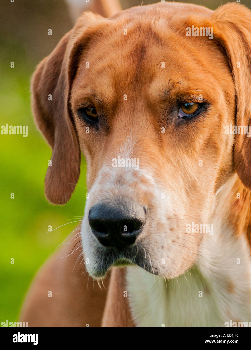 Fox hound hi-res stock photography and images - Alamy