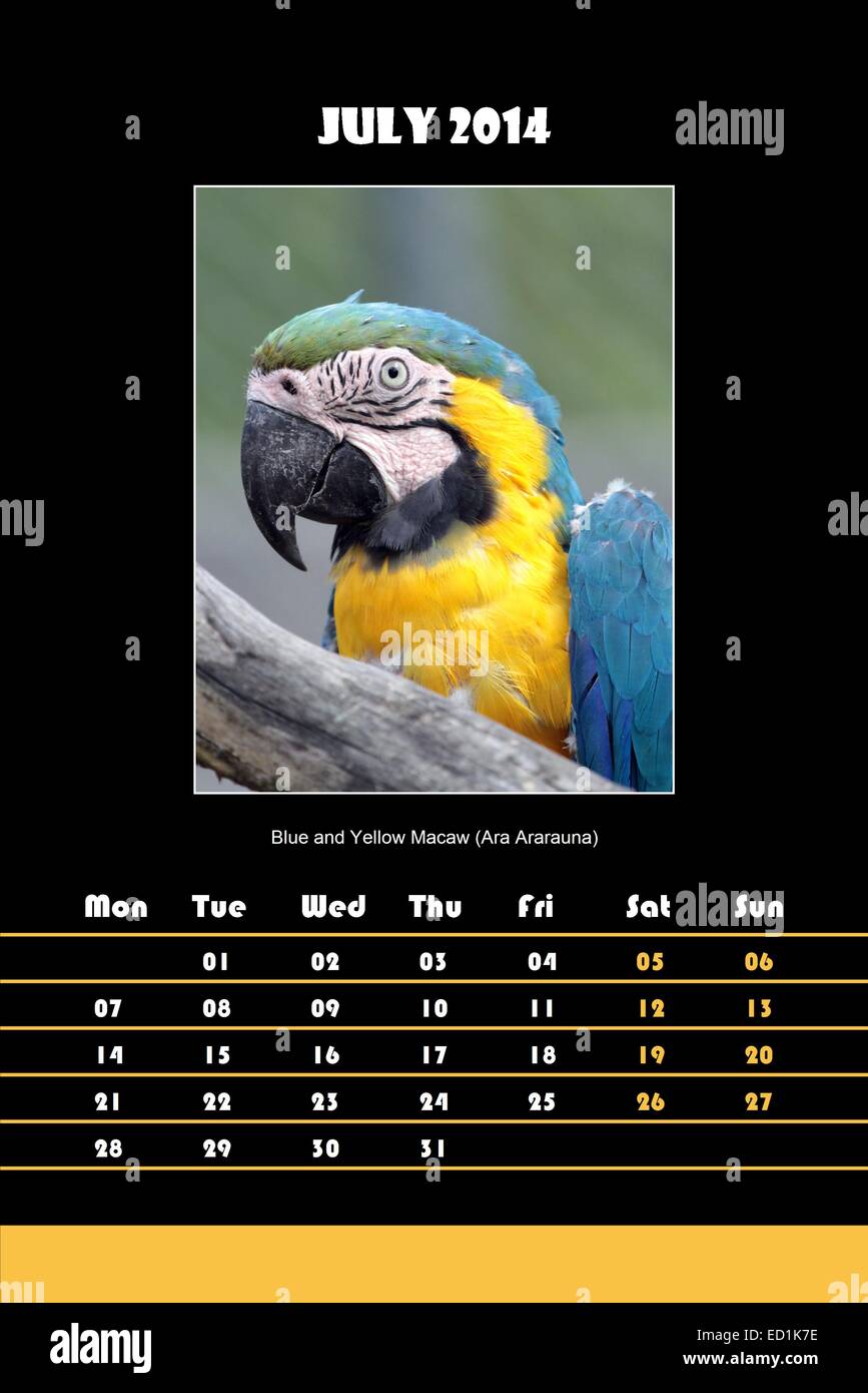 Colorful english bird calendar for july 2014 in black background, blue ...