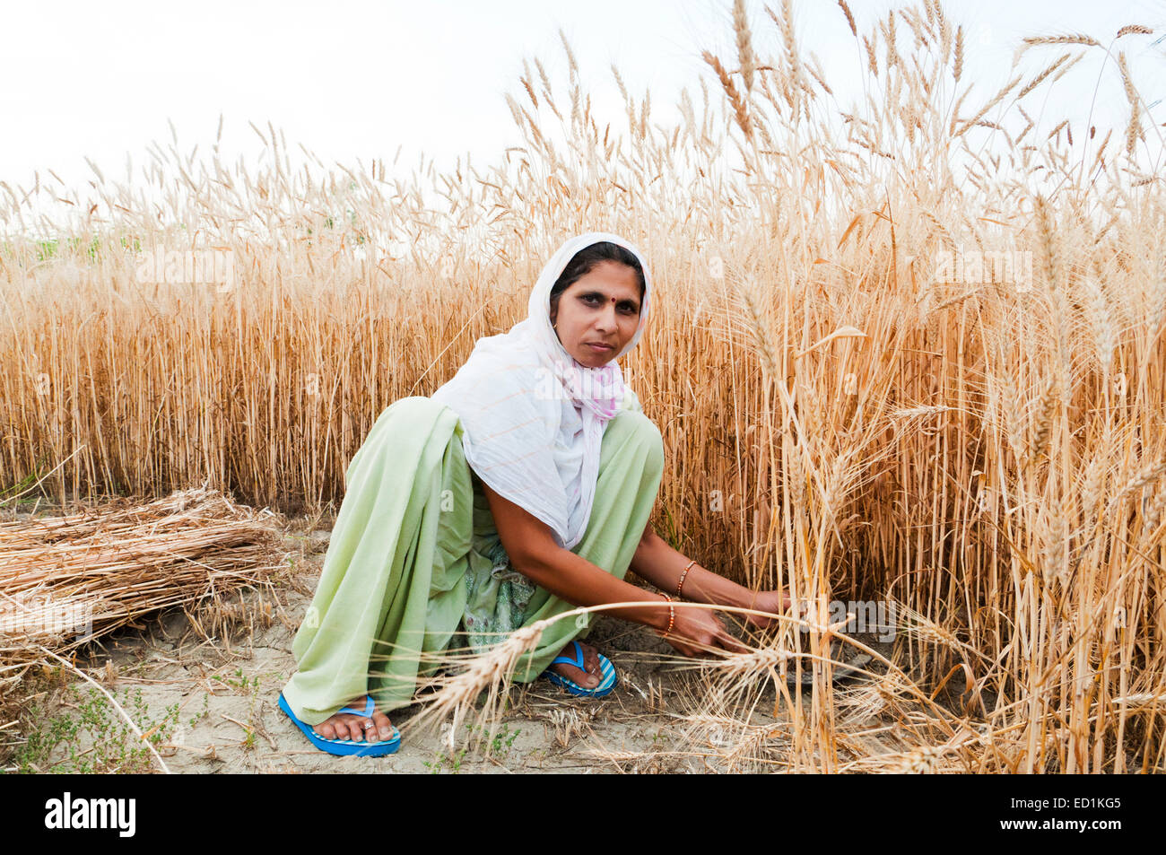 1 indian Village rural lady Cutting Wheat Stock Photo - Alamy