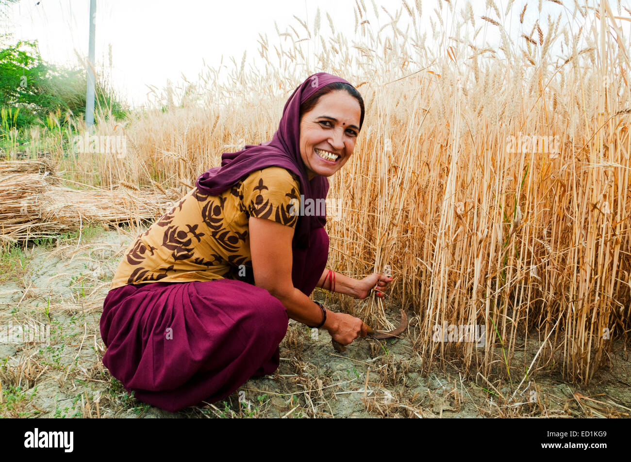 1 indian Village rural lady Cutting Wheat Stock Photo - Alamy
