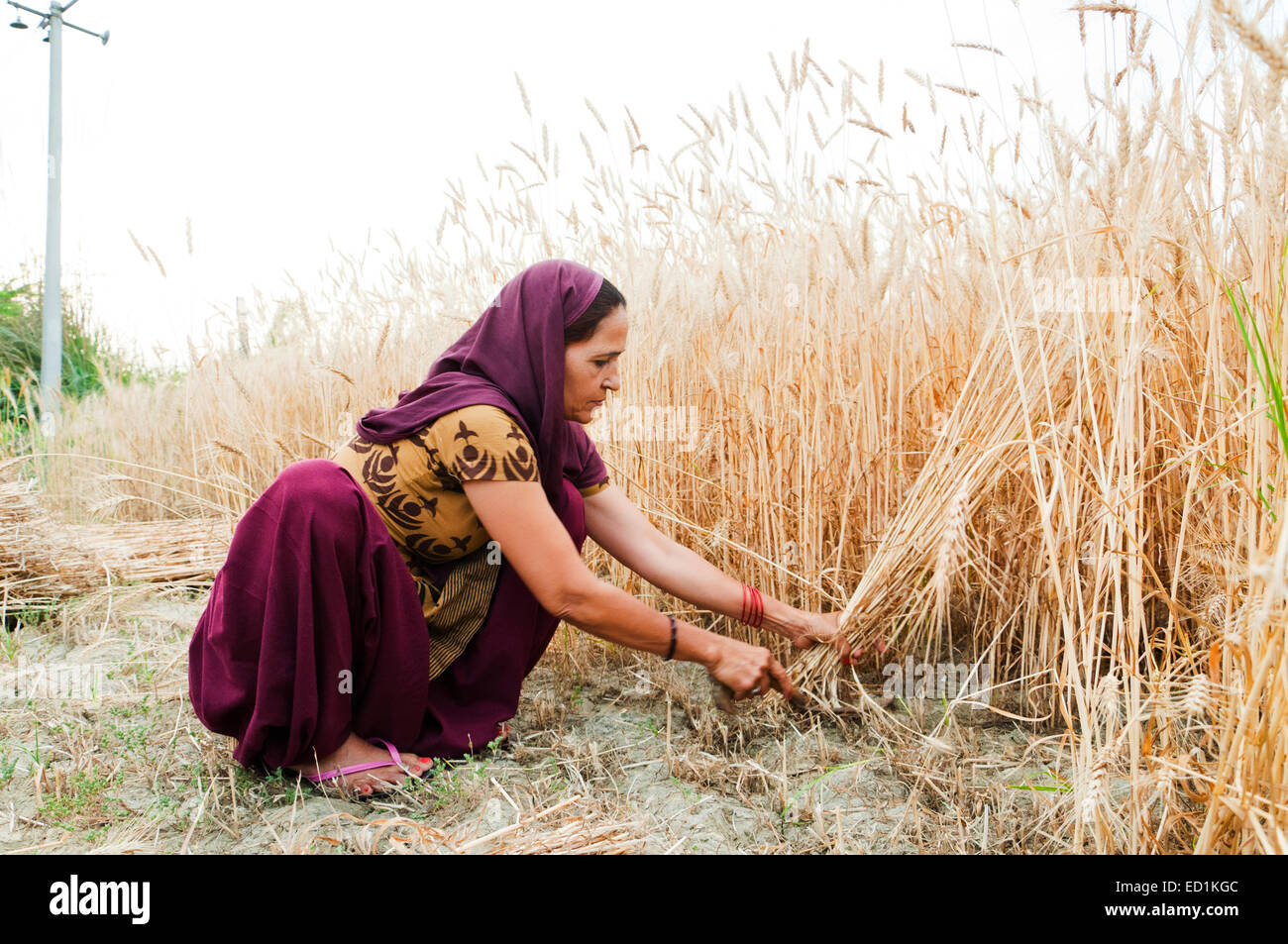 1 indian Village rural lady Cutting Wheat Stock Photo - Alamy