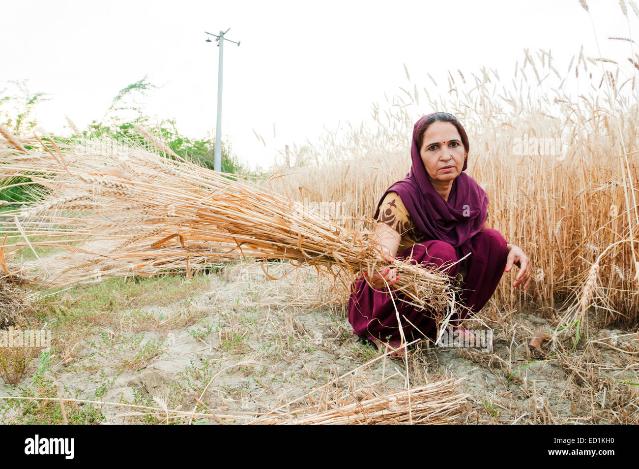 Indian woman cutting grass crop hi-res stock photography and images - Alamy