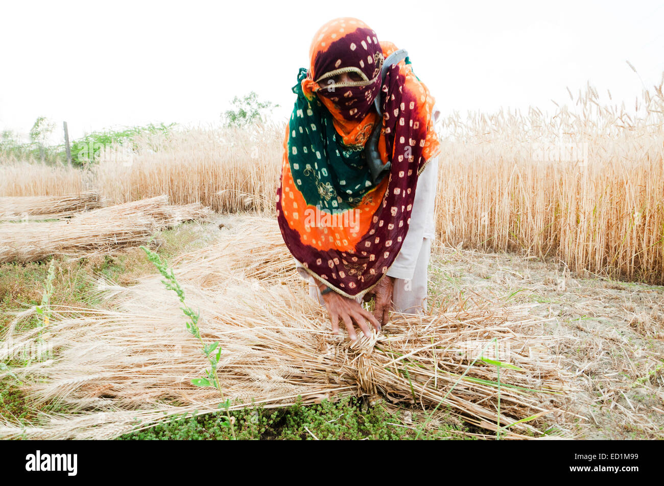 Rural old indian woman hi-res stock photography and images - Alamy