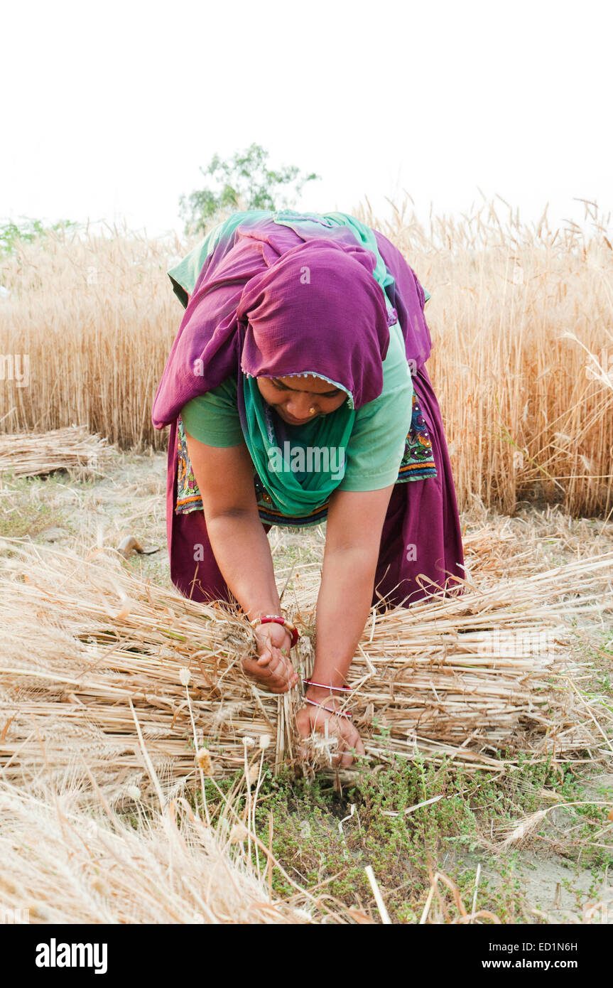 1 indian Village rural lady Cutting Wheat Stock Photo - Alamy