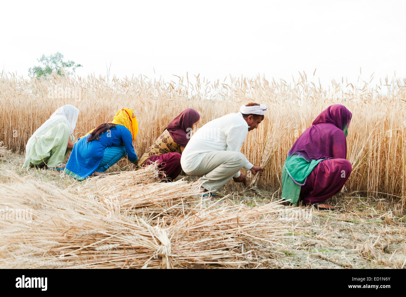 indian Village rural farmer family Cutting Wheat Stock Photo - Alamy