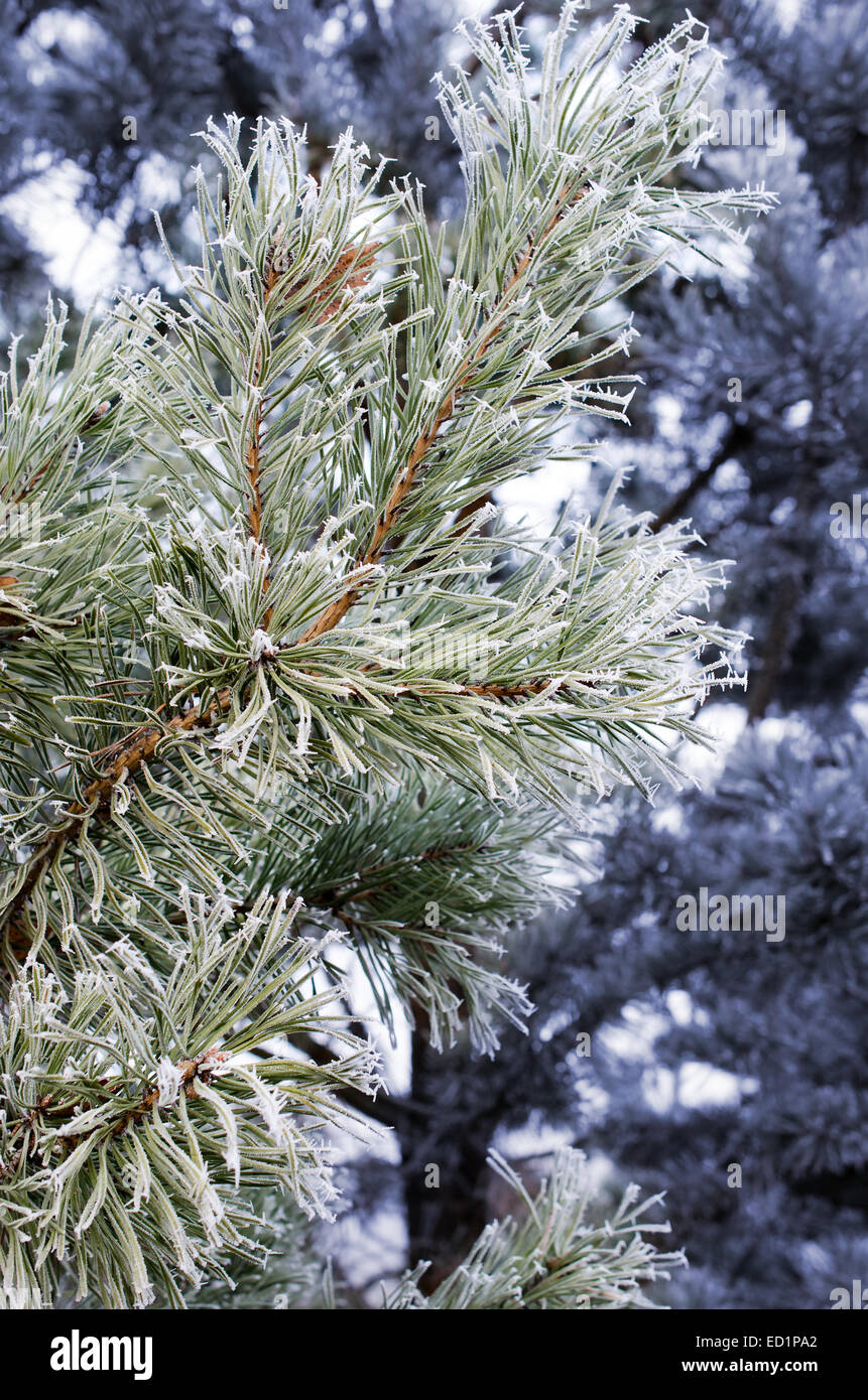 White frost fluffy branches hi-res stock photography and images - Alamy