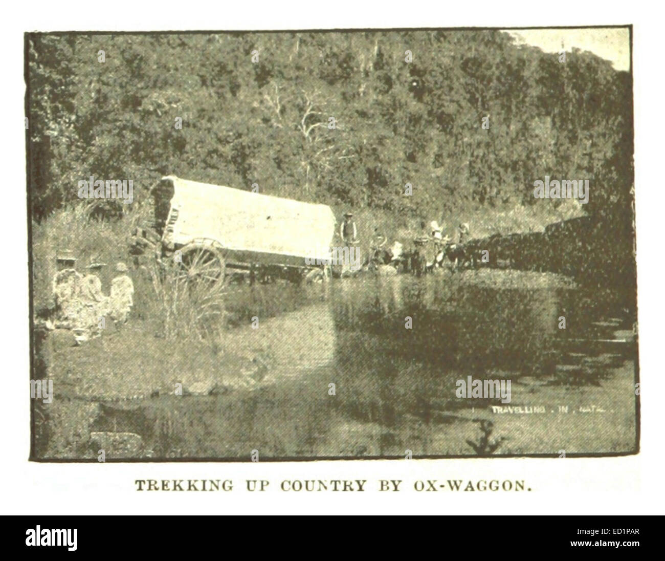 A historical image depicting the method of trekking upcountry by ox ...