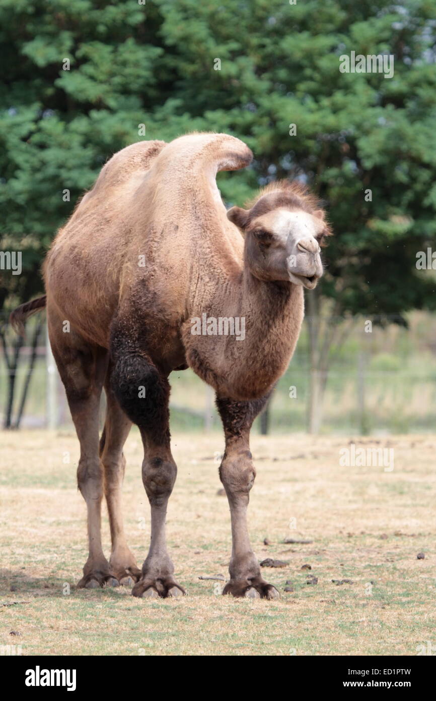 Camel white background hi-res stock photography and images - Alamy