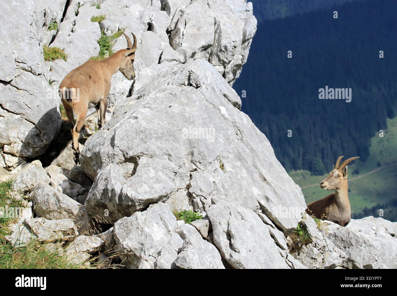 Female young ibex on rock hi-res stock photography and images - Alamy