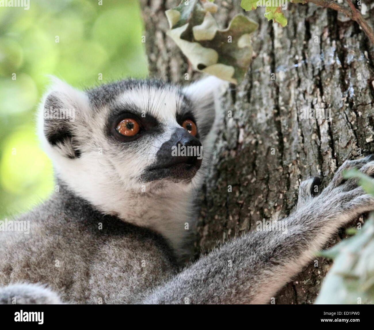 Lemur catta (maki) of Madagascar against a trunk and looking up Stock ...