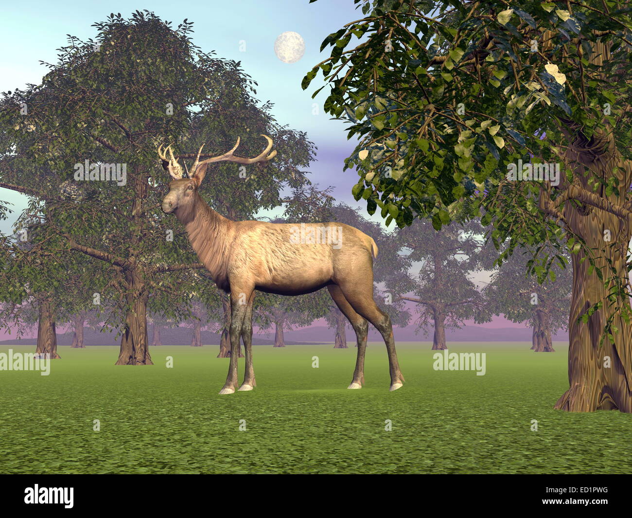 Elk standing quietly in the woods by full moon day Stock Photo - Alamy