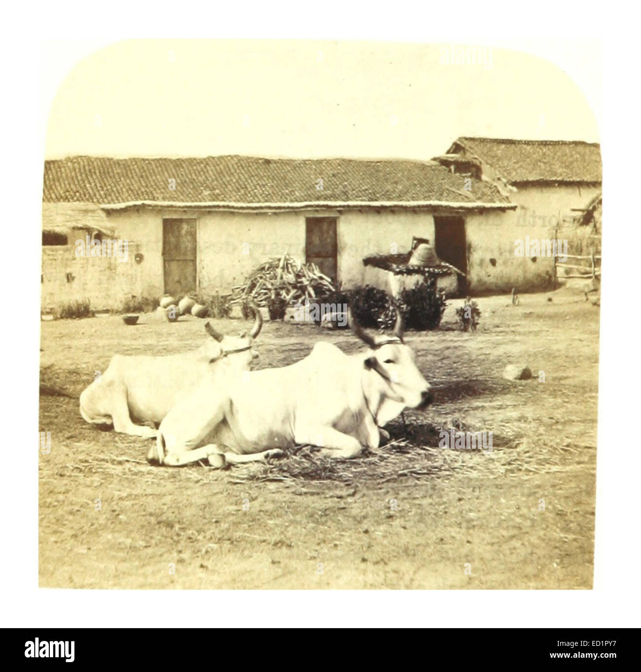 An illustration from Weld's 1862 India book depicting Berar Bullocks ...