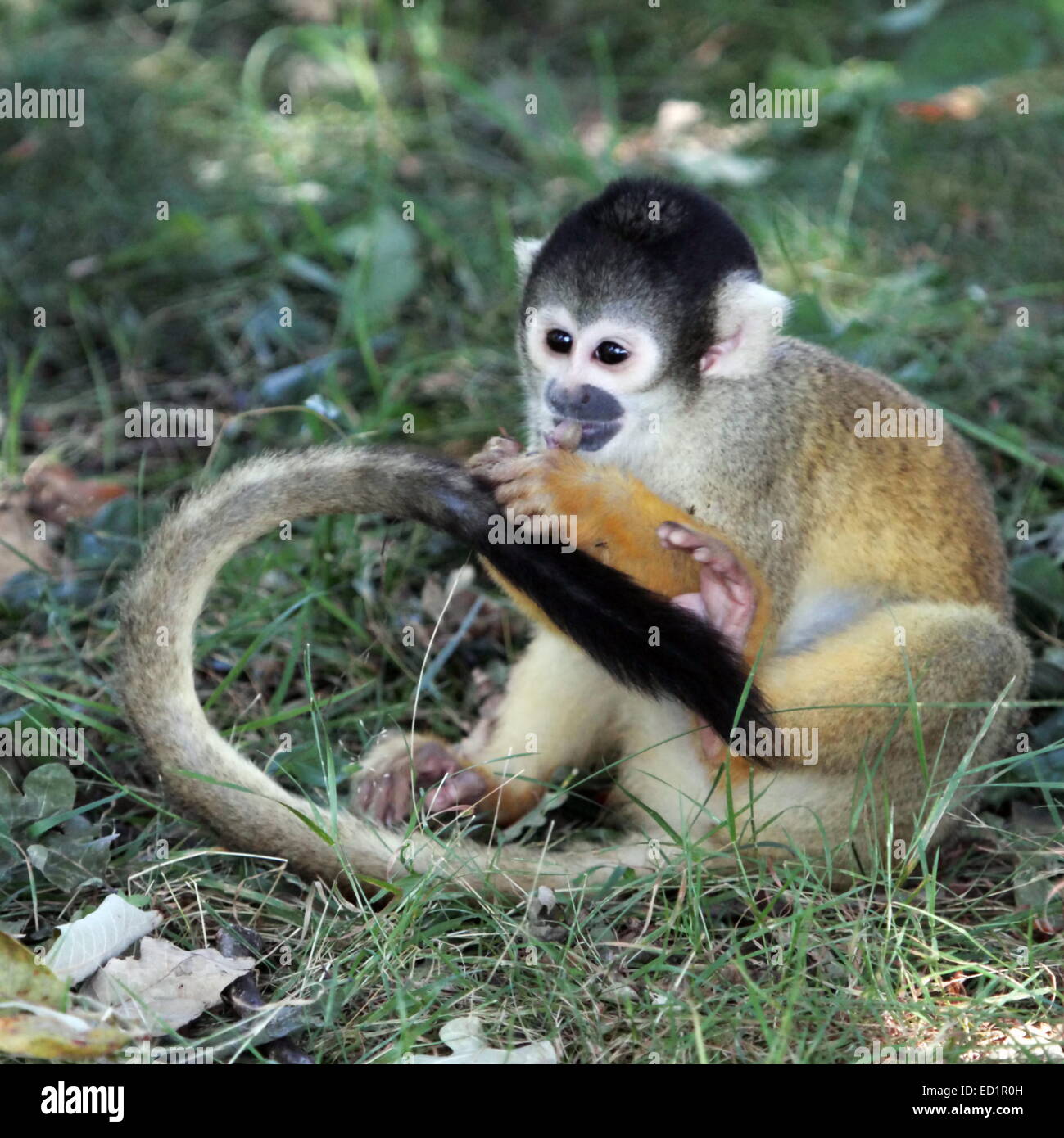 Squirrel monkey (saimiri sciureus) eating on the ground Stock Photo - Alamy