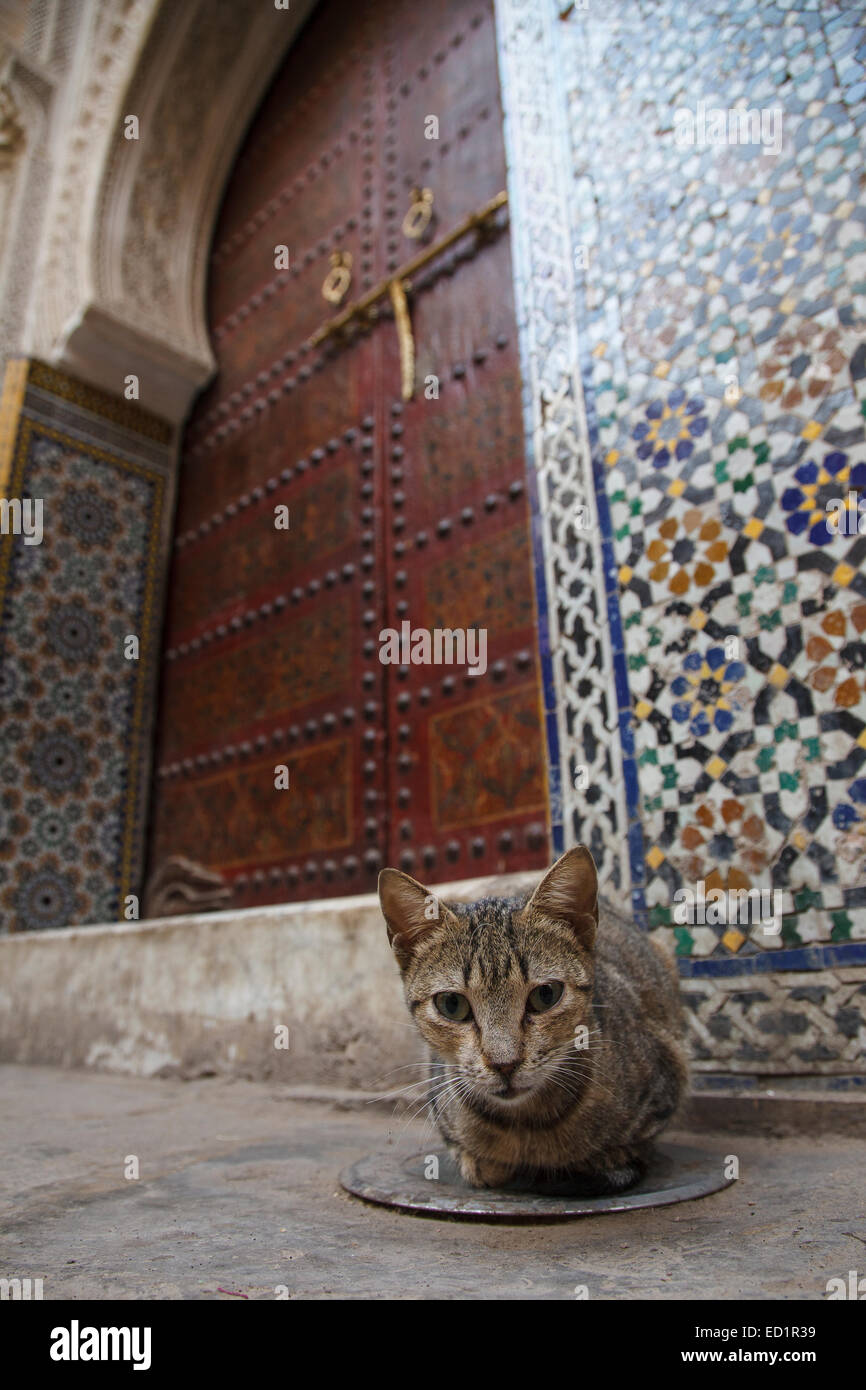 Cat and mosque door. Medina. Fez. Morocco. North Africa. Africa Stock ...