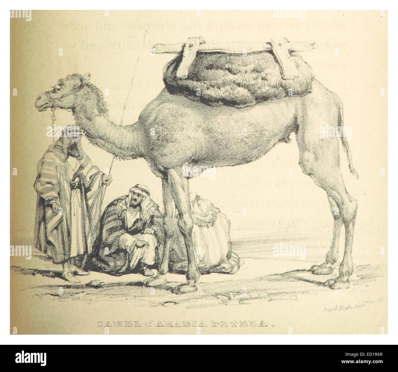 This 1838 illustration by Wellsted features a camel from Arabia, shown ...