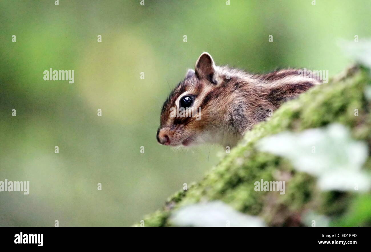 Chipmunk hiding behind the branch of a tree Stock Photo - Alamy