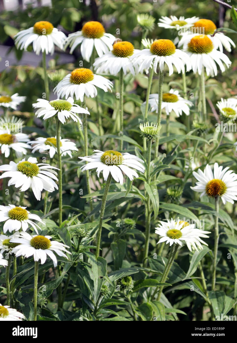 White cone flowers hi-res stock photography and images - Alamy